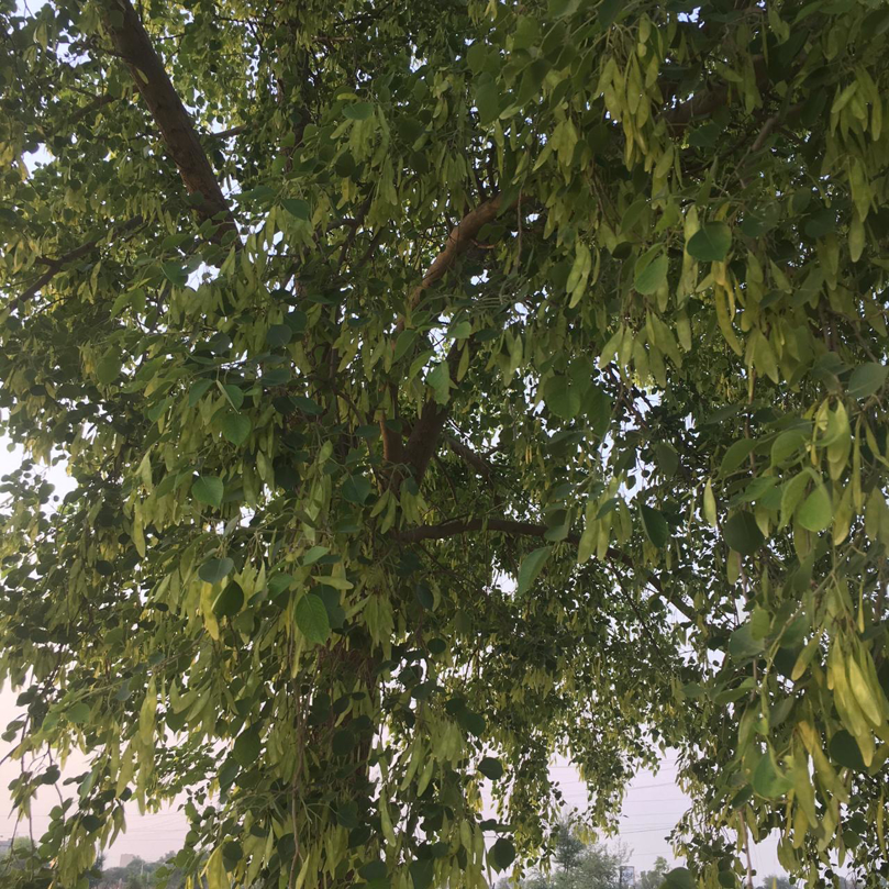 Sheesham Wood is life time partner for Human Being | The Home Dekor